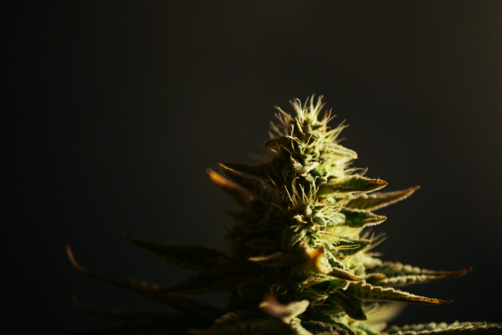 Factory Cannabis - GRD Group